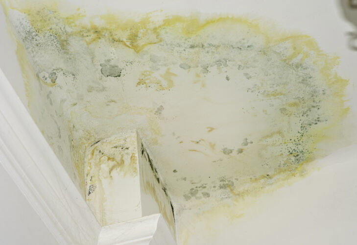 Get Rid Of Black Mold As Advised By Experts Of Zavza Seal LLC