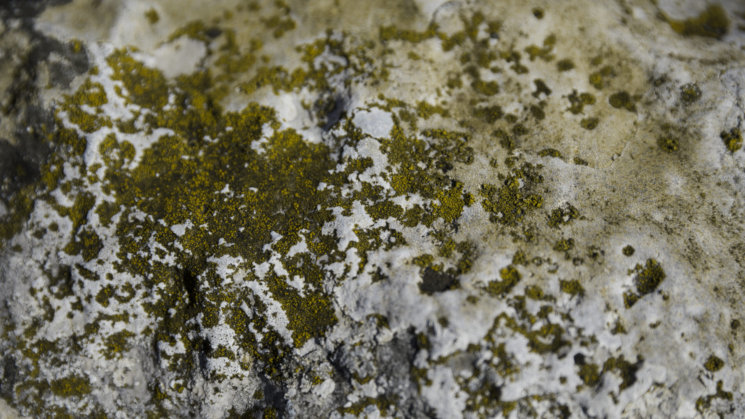 10 Warning Signs Of Mold Toxicity In Your Brooklyn Home
