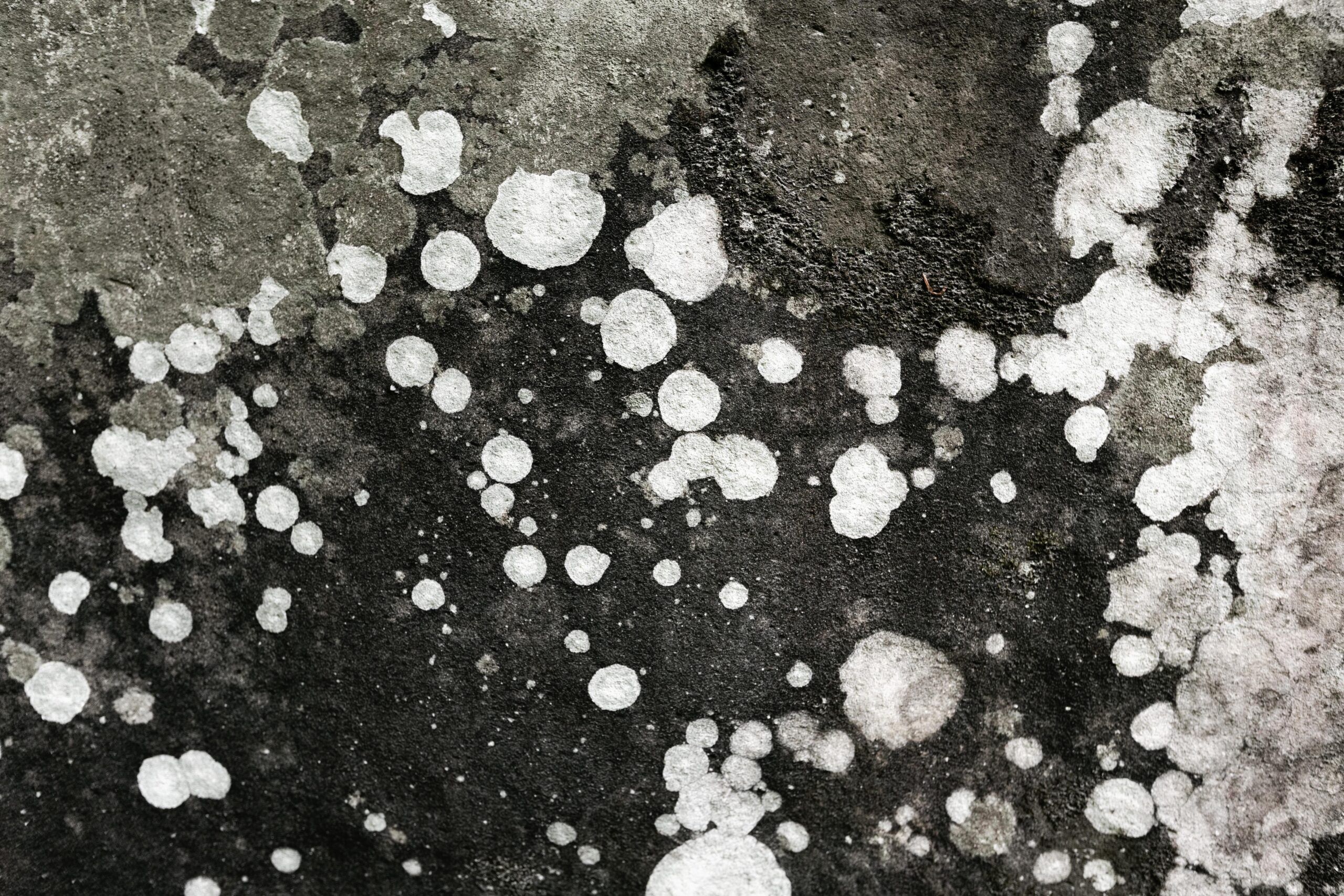 How To Identify Black Mold: A Complete Guide For Long Island, Brooklyn ...