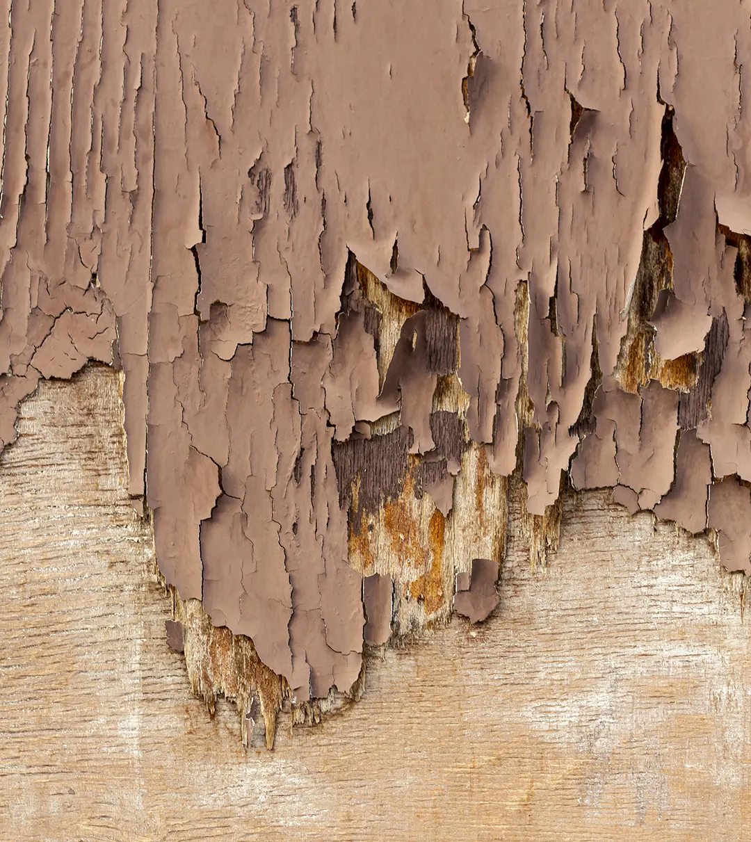 A Guide To Dry Rot Repair In Long Island, Brooklyn, And Queens | Zavza ...