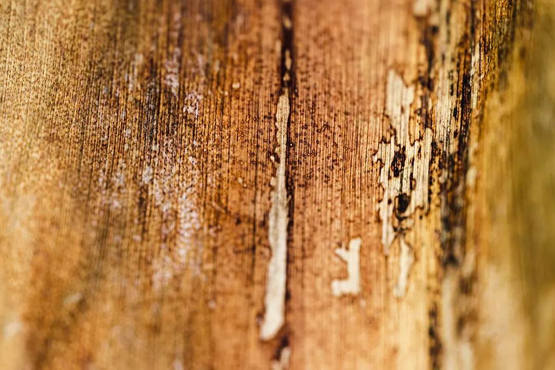 Understanding Wet Rot: Causes, Treatment, And Prevention | Zavza Seal LLC