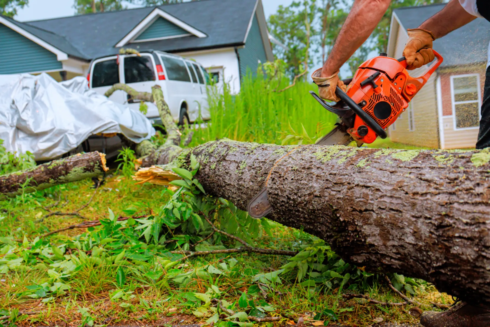 Can Tree Roots Damage Foundations? | Zavza Seal LLC
